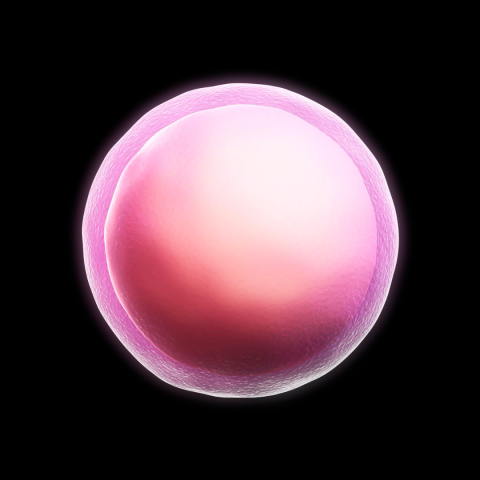 Pembekuan Sel Telur - TIARA IVF